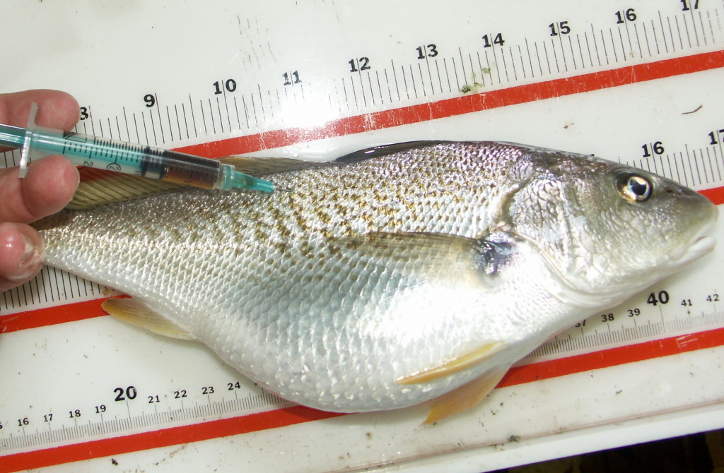 Induced Spawning - Aquaculture, Fisheries, & Pond Management