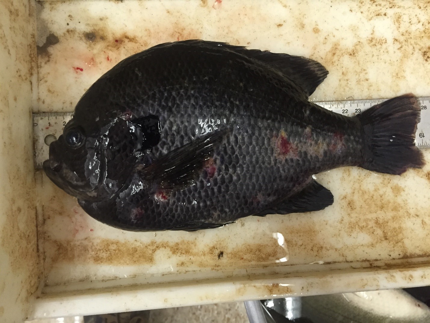 Swimming with "Strep" - Aquaculture, Fisheries, & Pond Management